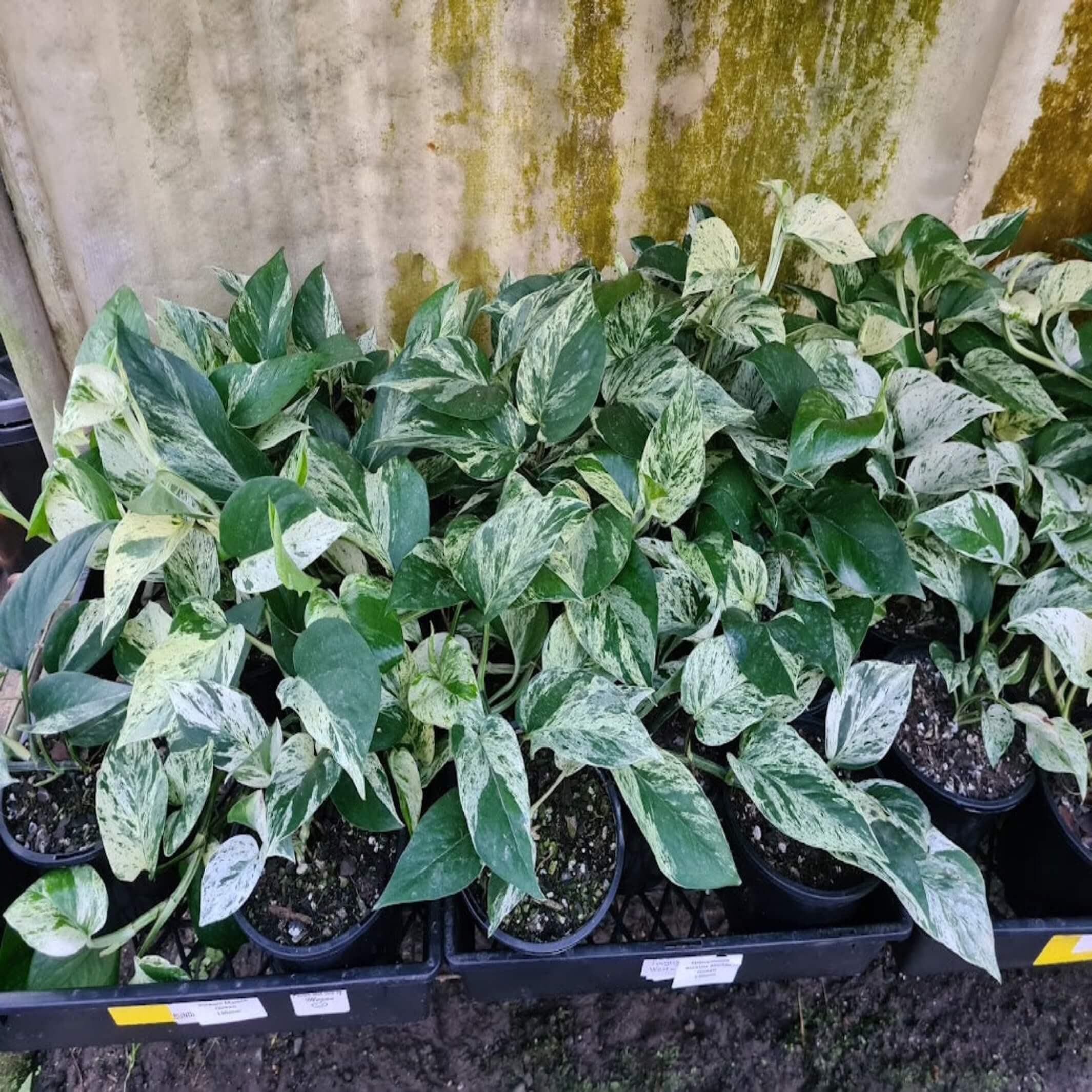 Epipremnum aureum 'Marble Queen' - I Pothos/Devil's Ivy – The ...