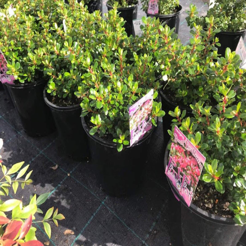 Escallonia macrantha 'Pink Pixie' - I Cordoba Escallonia