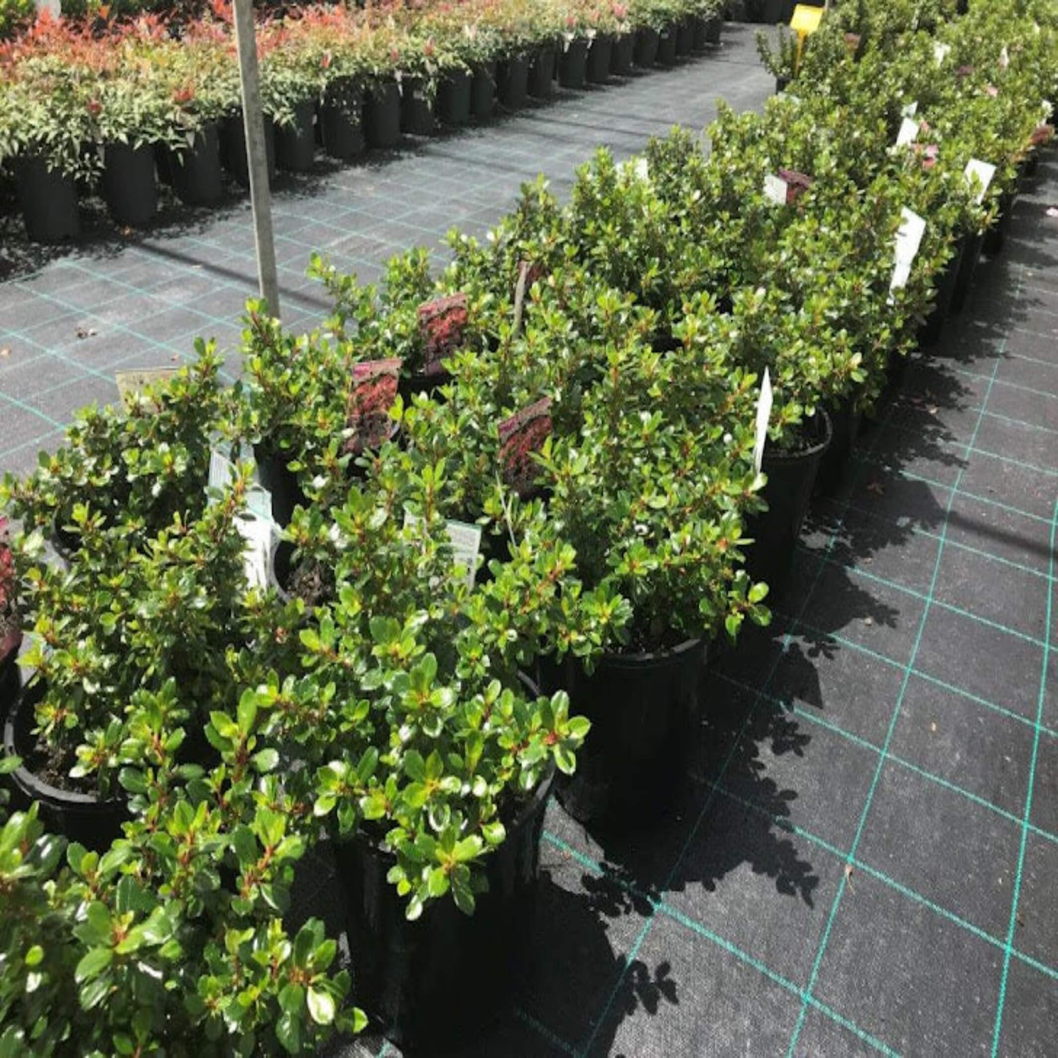 Escallonia macrantha 'Pink Pixie' - I Cordoba Escallonia – The ...
