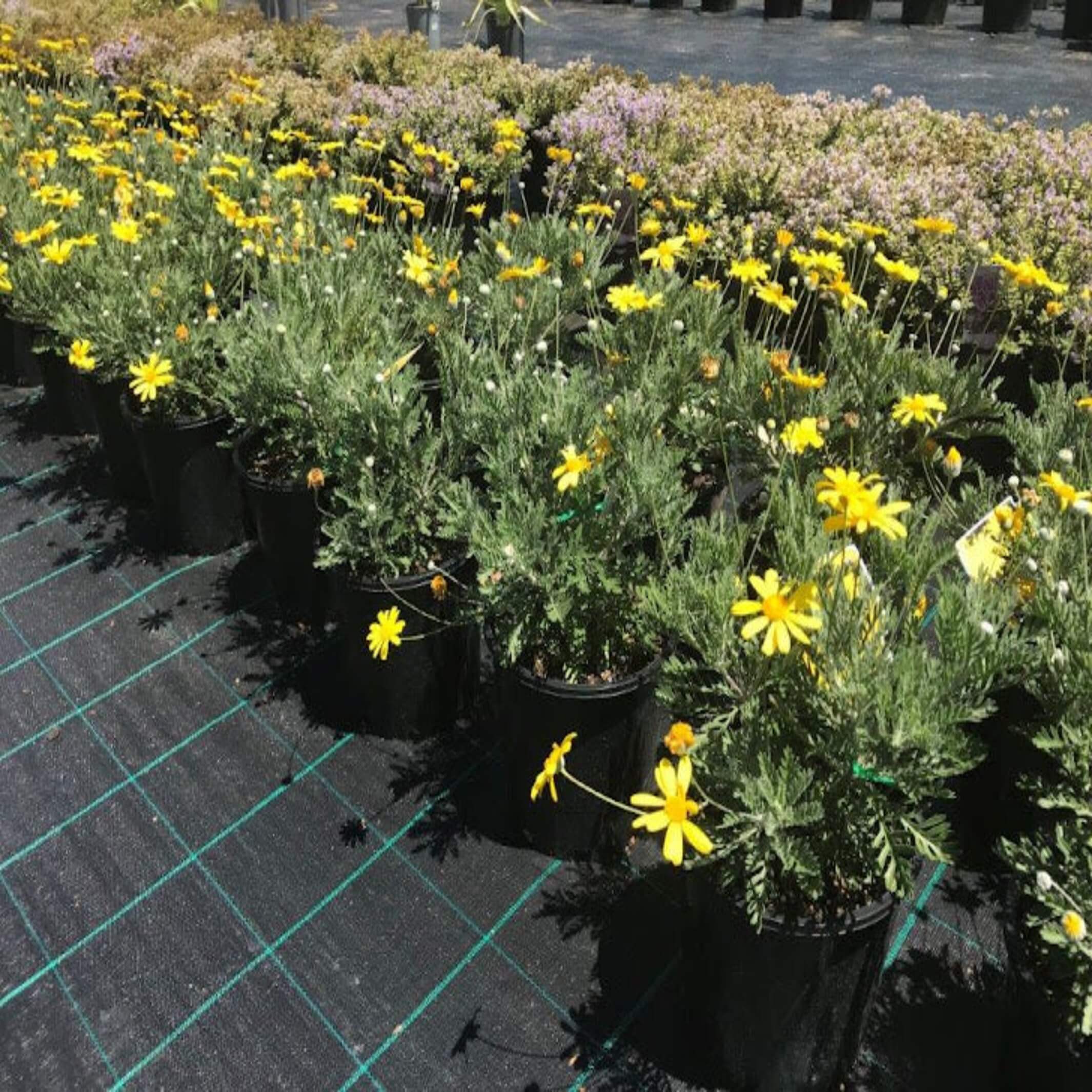 Euryops pectinatus 'Little Sunray' - I Golden Daisy Bush – The ...