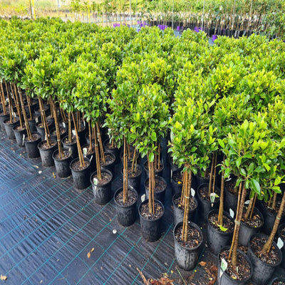 Emerald Ficus Lollipop Topiary I Order Online I Australian Plant Shop