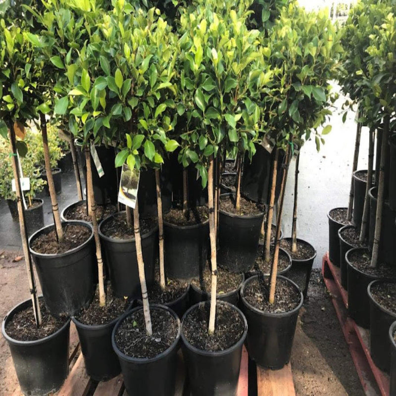 Emerald Ficus Lollipop Topiary I Order Online I Australian Plant Shop