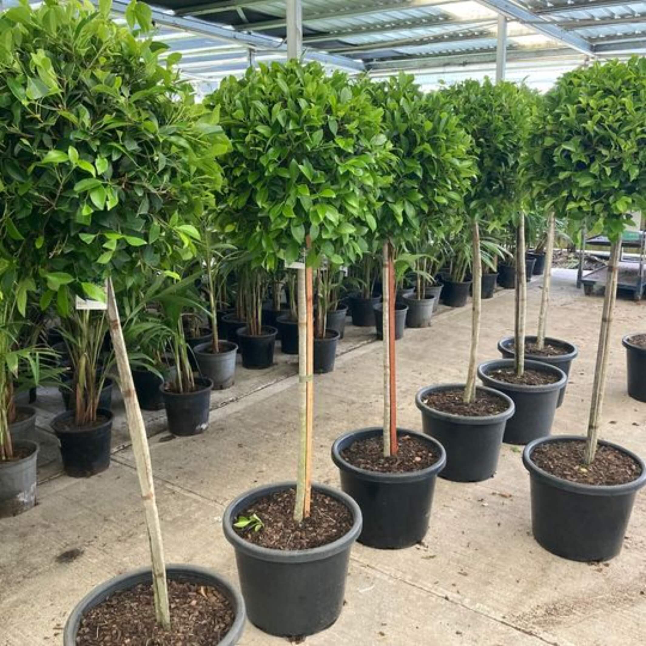 Ficus Microcarpa Topiary