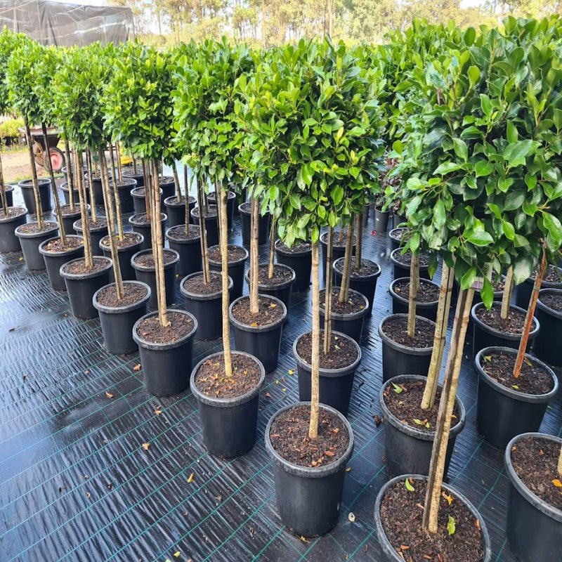 Emerald Ficus Lollipop Topiary I Order Online I Australian Plant Shop