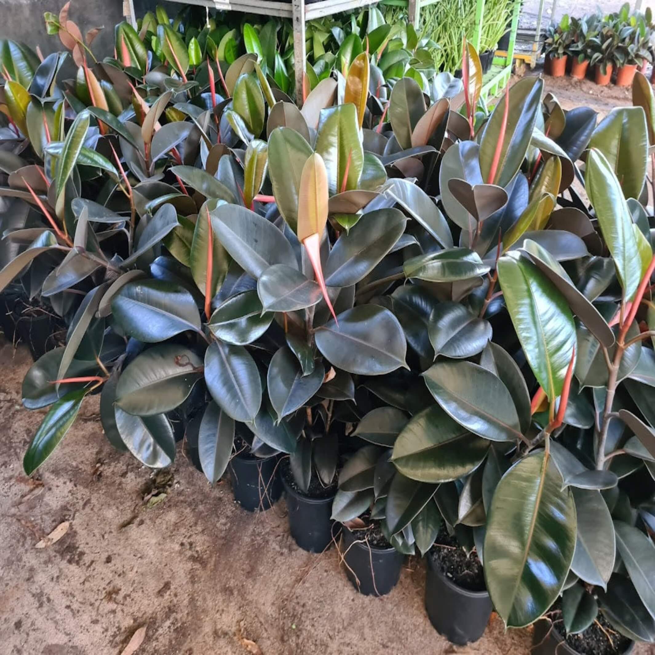 Ficus elastica 'Burgundy' - I Indian Rubber Tree – The Australian Plant ...