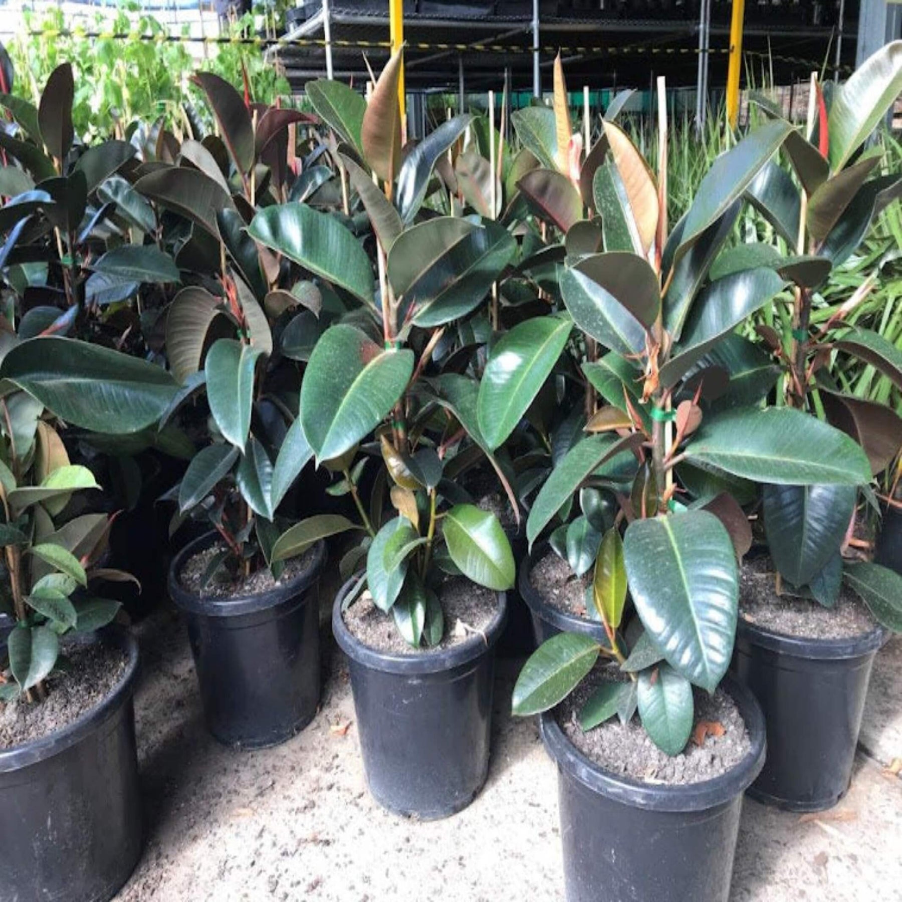 Ficus elastica 'Melany' - I Indian Rubber Tree – The Australian Plant Shop