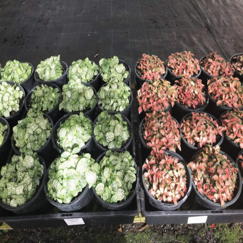 Fittonia Assorted (Nerve Plant) - I The Australian Plant Shop