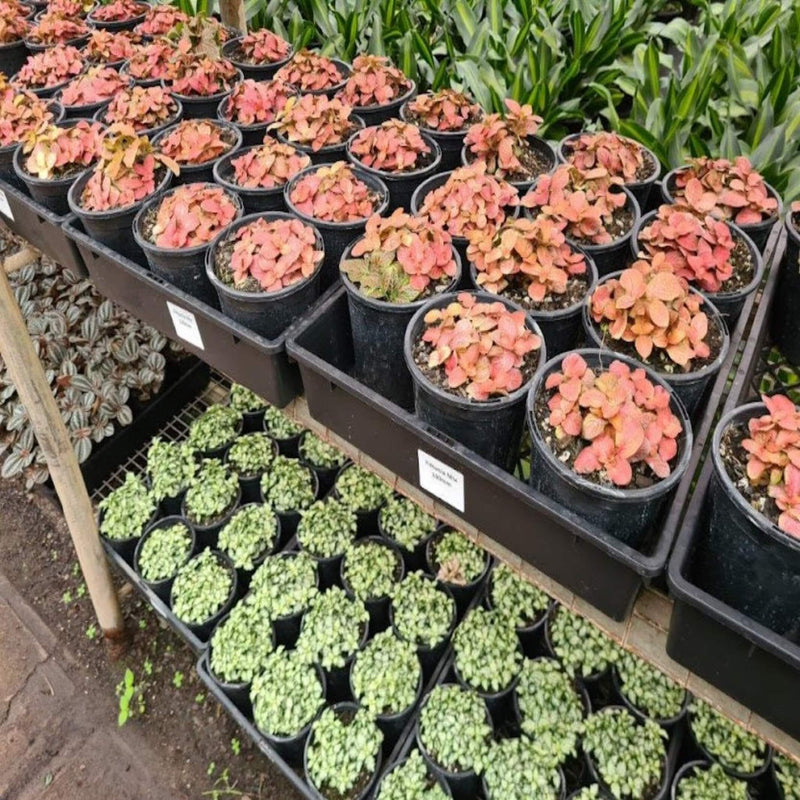 Fittonia Assorted (Nerve Plant) - I The Australian Plant Shop