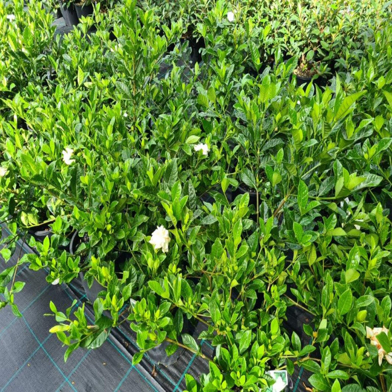 Gardenia augusta 'Florida' - I The Australian Plant Shop