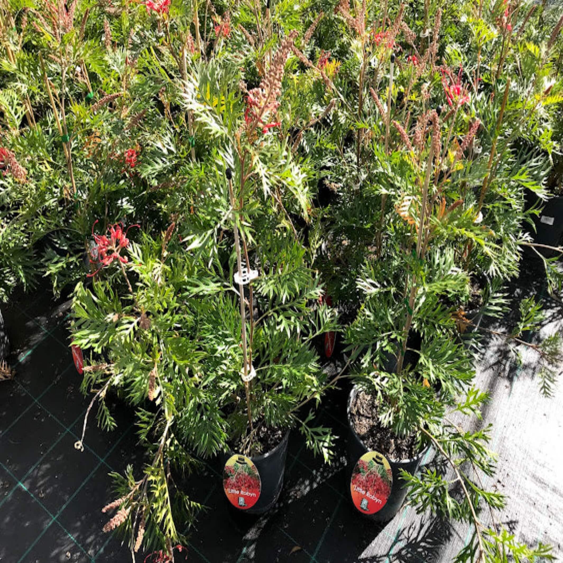 Grevillea 'Little Robyn' - A Medium Garden Plant – The Australian Plant ...