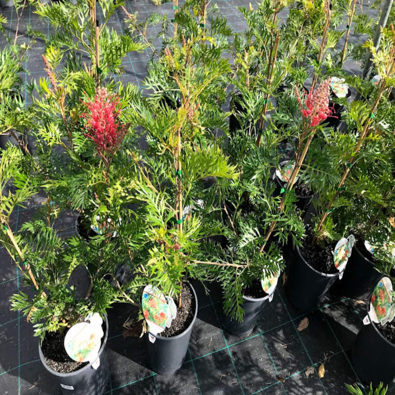 Grevillea 'Robyn Gordon' - I The Australian Plant Shop