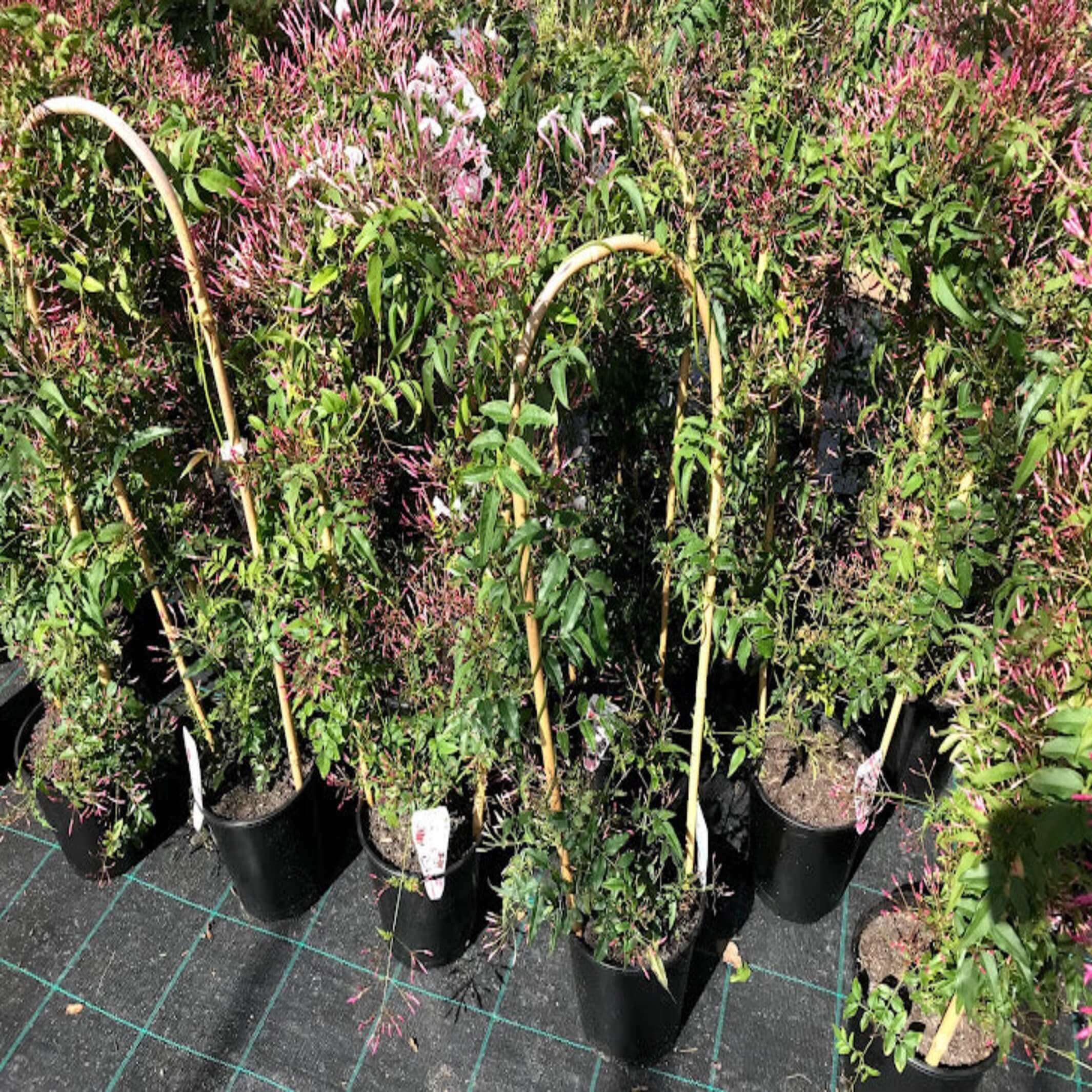 Jasminum polyanthum (Common Jasmine) - I The Australian Plant Shop