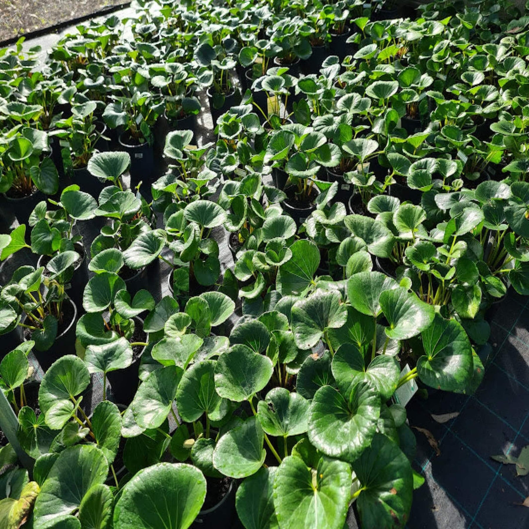 Cremanthodium reniforme - I Tractor Seat Plant – The Australian Plant Shop