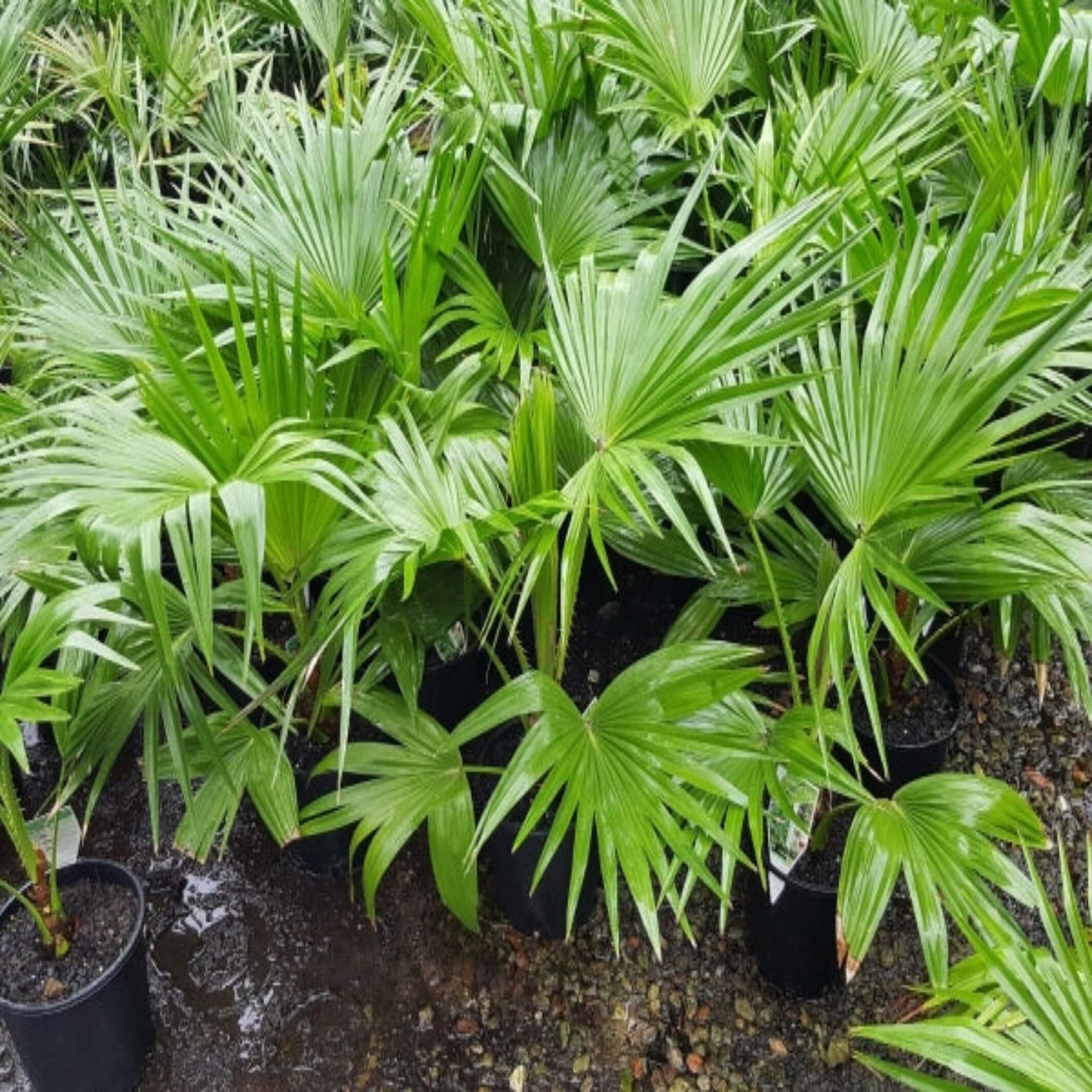 Livistona chinensis (Chinese Fan Palm)- The Australian Plant Shop