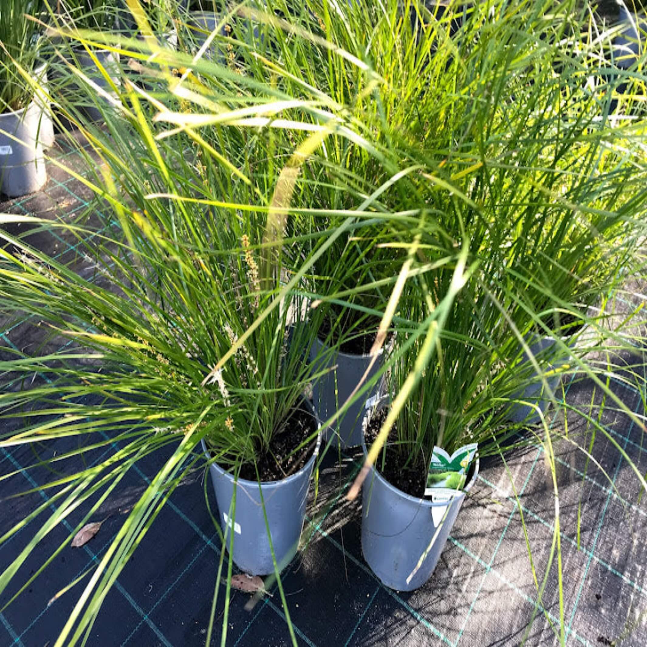 Lomandra longifolia 'Tanika' - I Basket Grass – The Australian Plant Shop