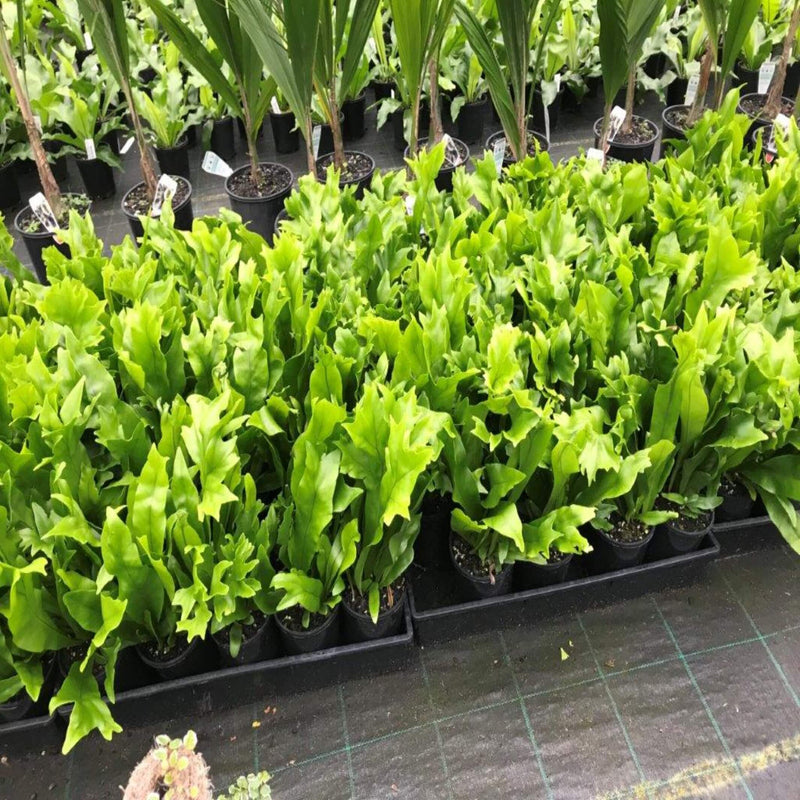 Microsorum musifolium 'Crocodyllus' - I Crocodile Fern