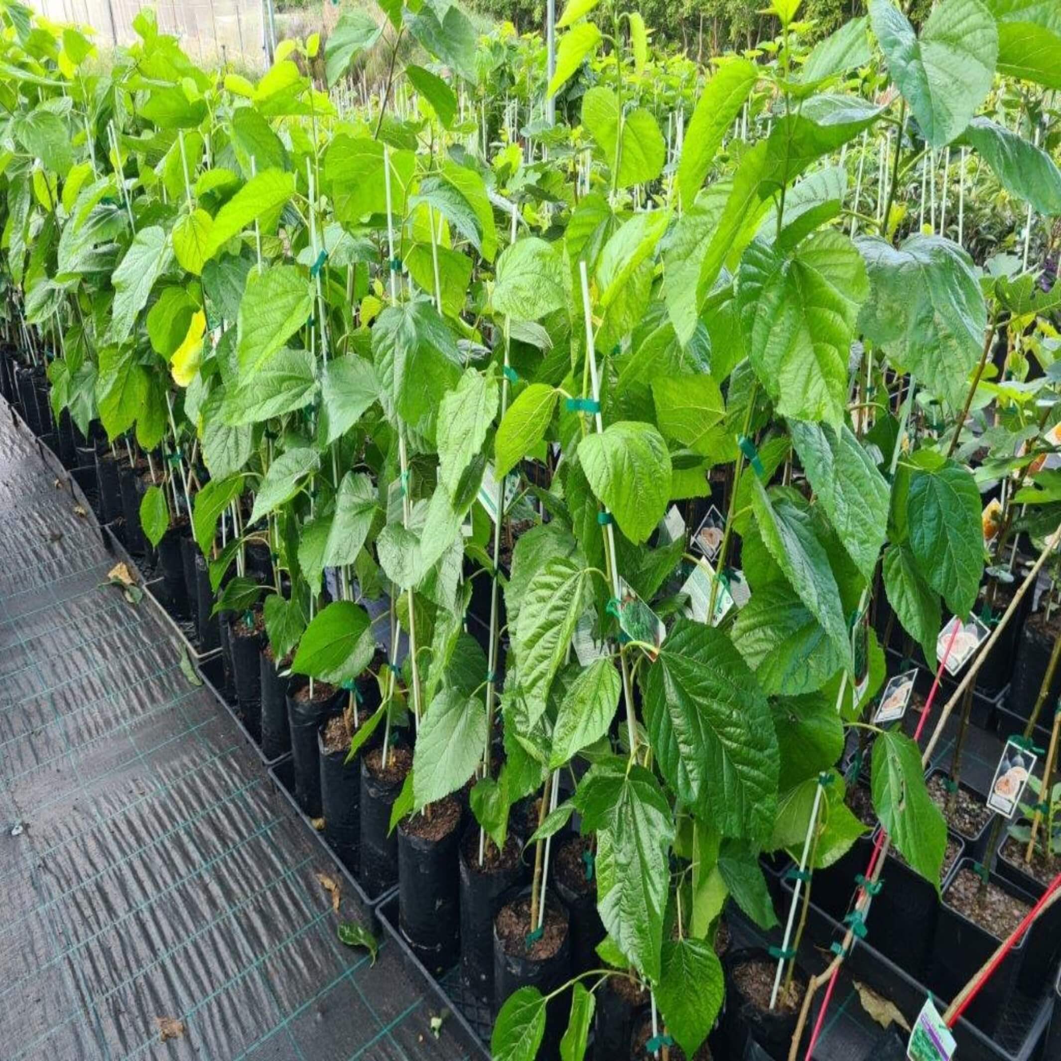 Buy White Mulberry Tree I Morus alba I Quick & Easy Delivery – The ...