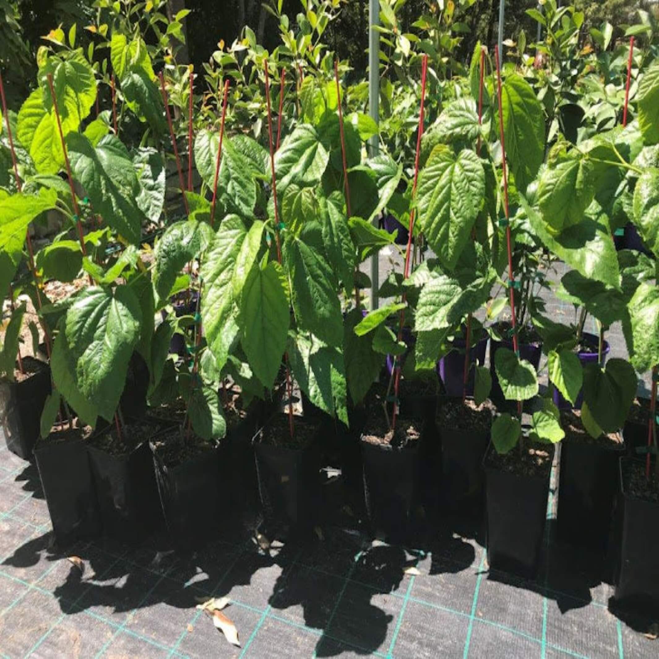 Morus nigra (Black Mulberry) - I The Australian Plant Shop