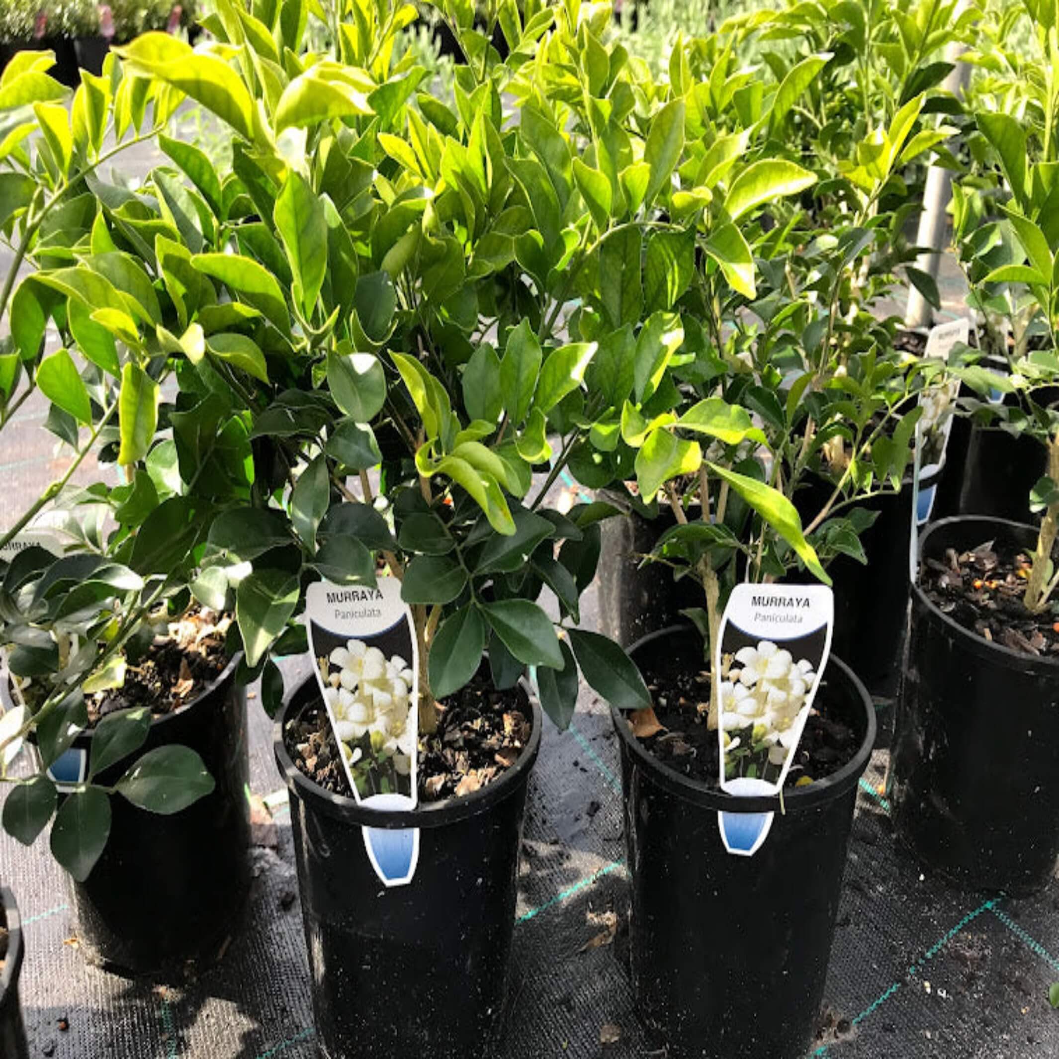 Murraya paniculate (Mock Lime) - I The Australian Plant Shop