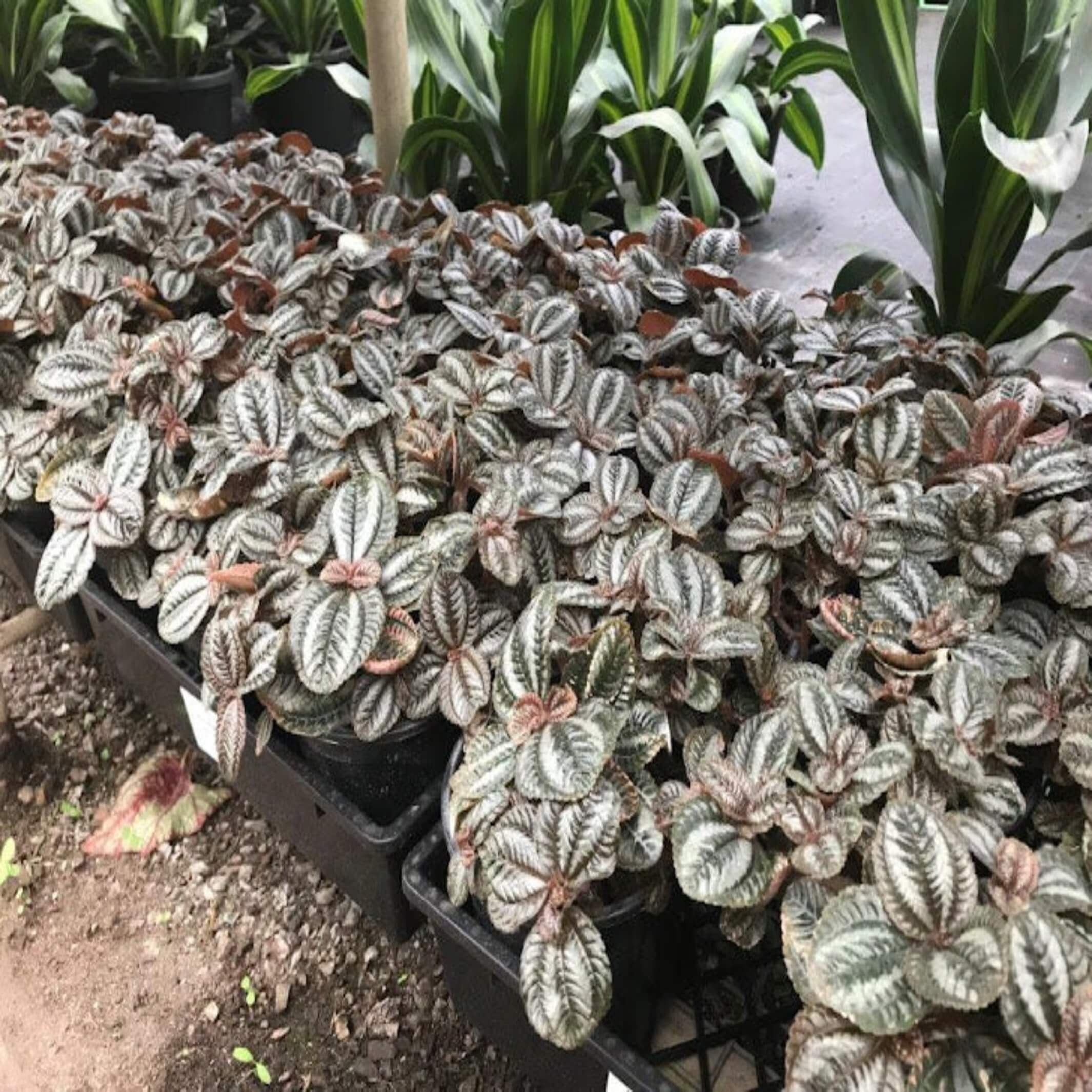 Pilea norfolk - I The Australian Plant Shop