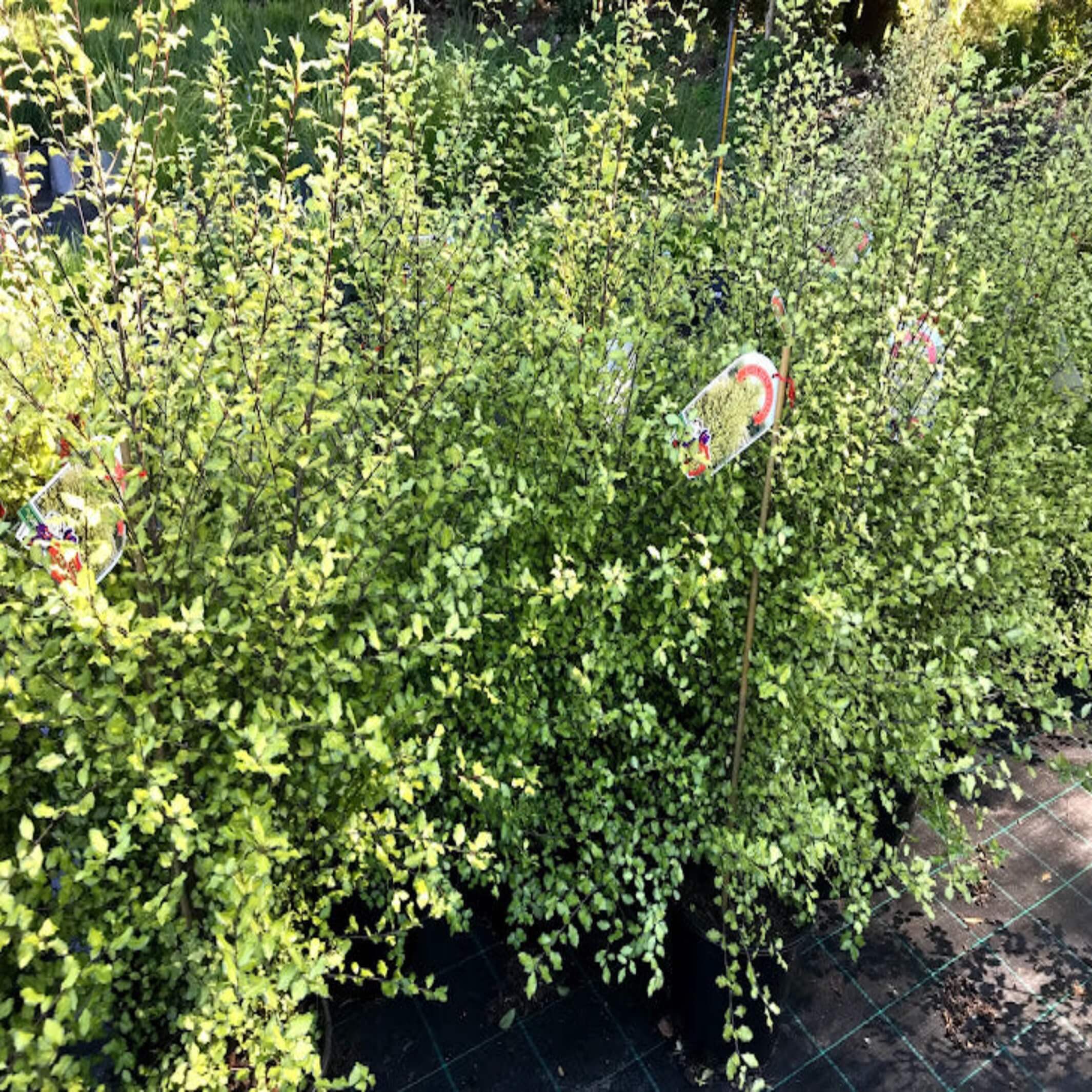 Pittosporum tenuifolium 'Green Pillar' - I The Australian Plant Shop