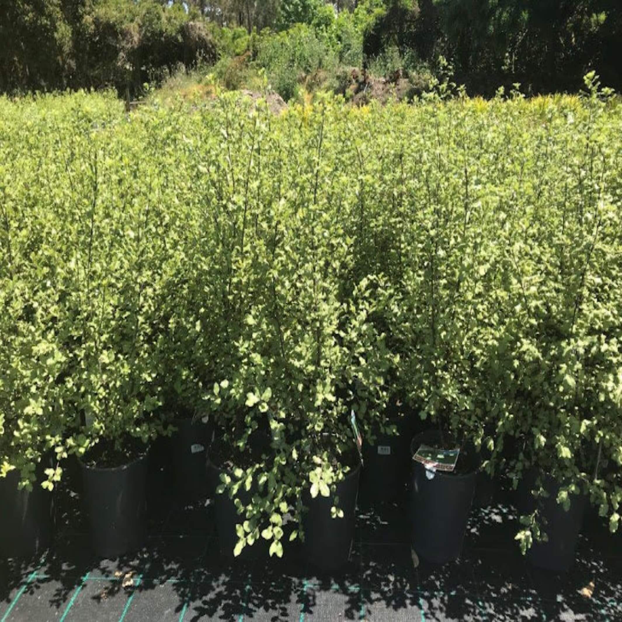 Pittosporum tenuifolium 'Screenmaster' - I The Australian Plant Shop