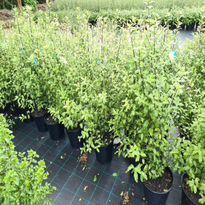 Pittosporum tenuifolium 'Tasman Ruffles' - I The Australian Plant Shop