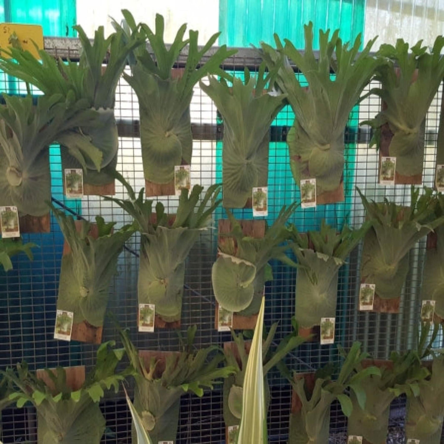 Platycerium superbum (Staghorn Fern)- The Australian Plant Shop