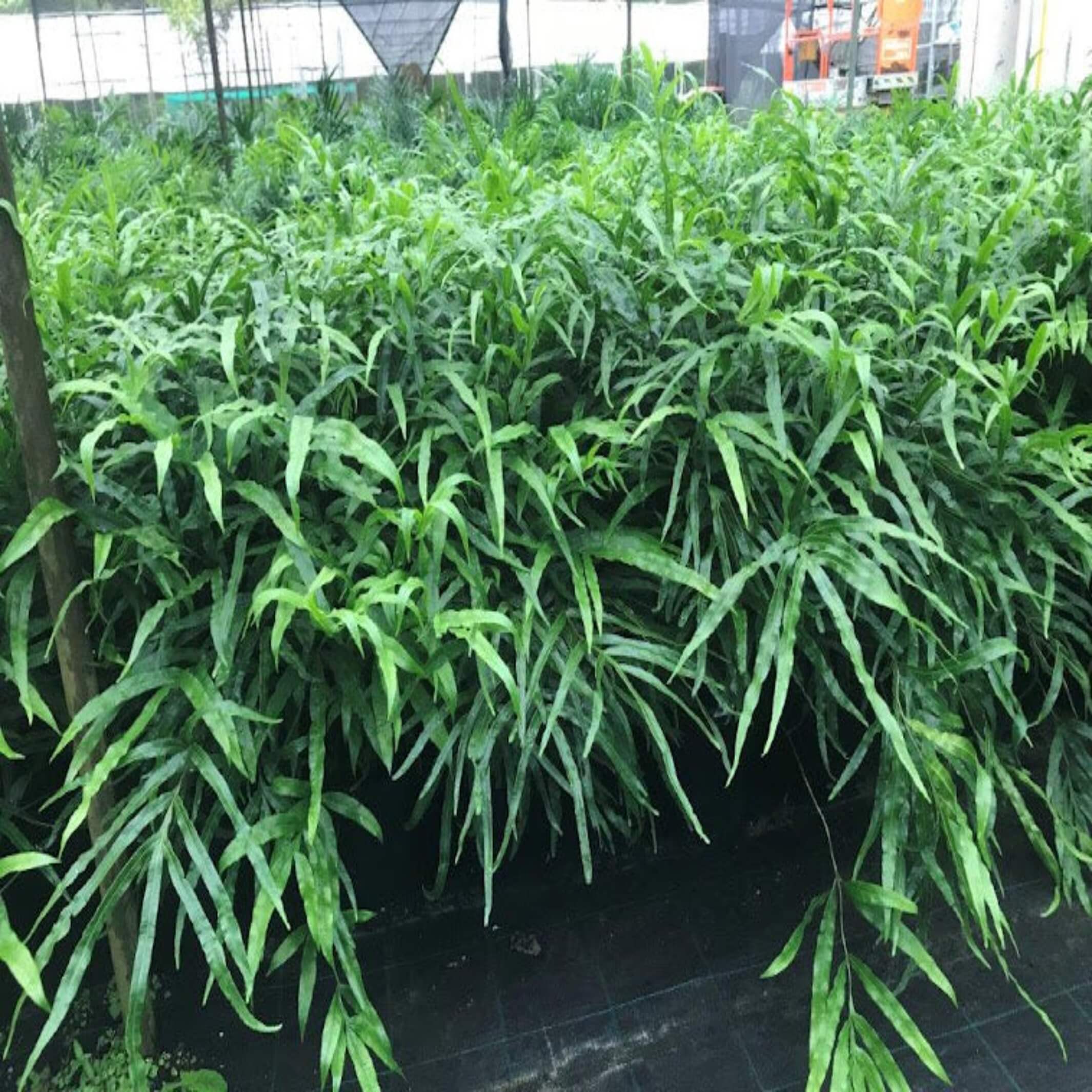 Pteris umbrosa (Jungle Brake Fern)- The Australian Plant Shop