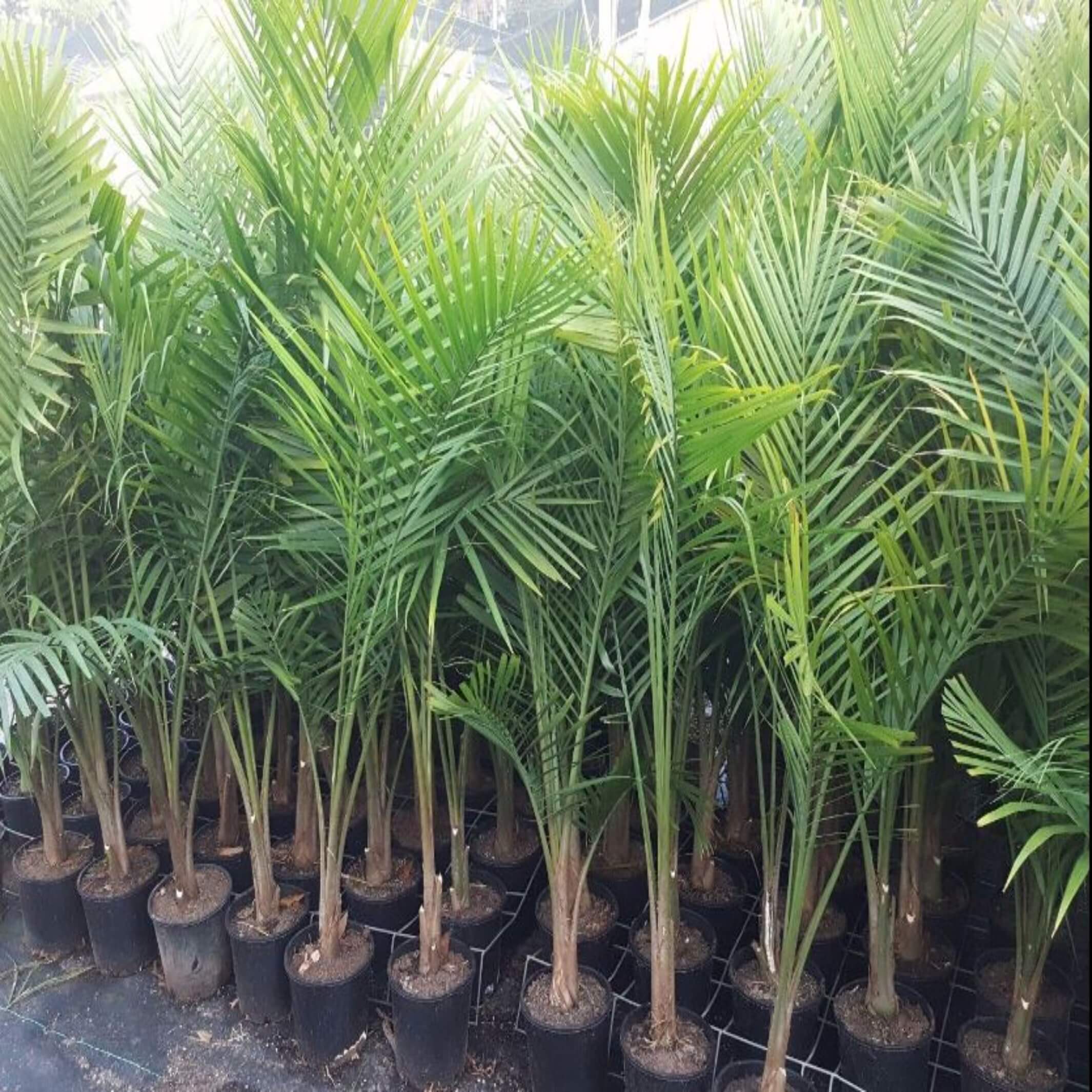 Ravenea rivularis (Majestic Palm)- The Australian Plant Shop