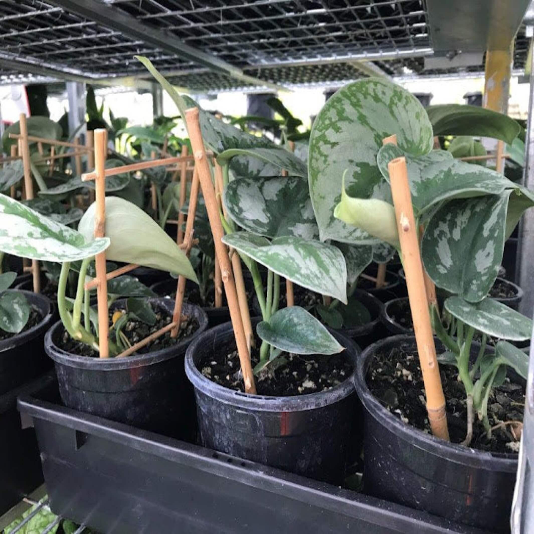 Scindapsus pictus 'Exotica' (Satin Pothos) - I The Australian Plant Shop