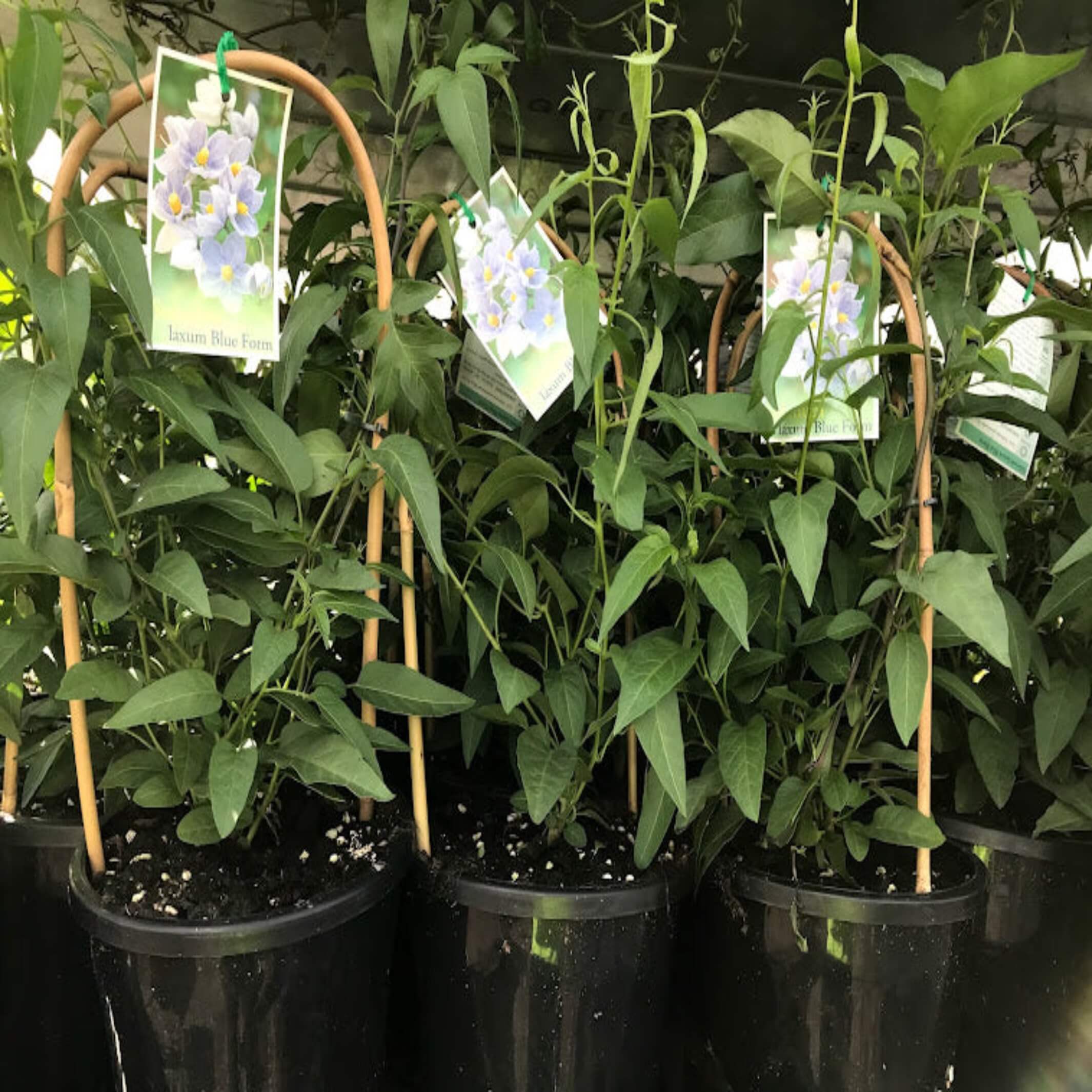 Solanum 'Blue Starlight' (Potato Vine) - I The Australian Plant Shop