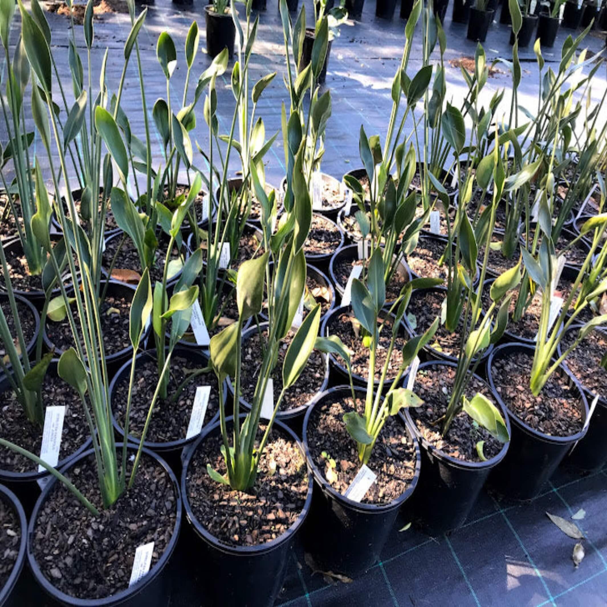 Strelitzia-parvifolia 'Juncea' - I Bird of Paradise – The Australian ...