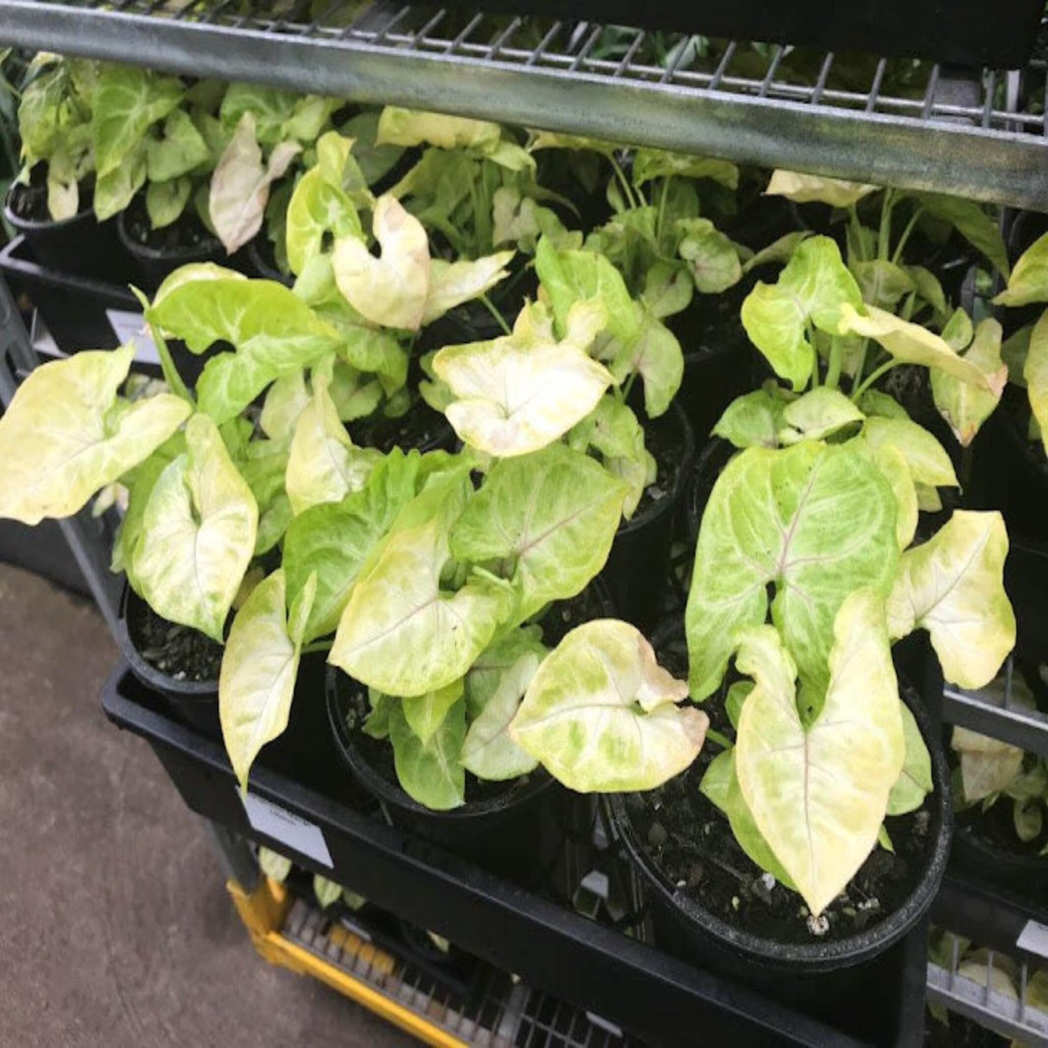 Syngonium 'Mango' (Arrowhead Plant) - The Australian Plant Shop