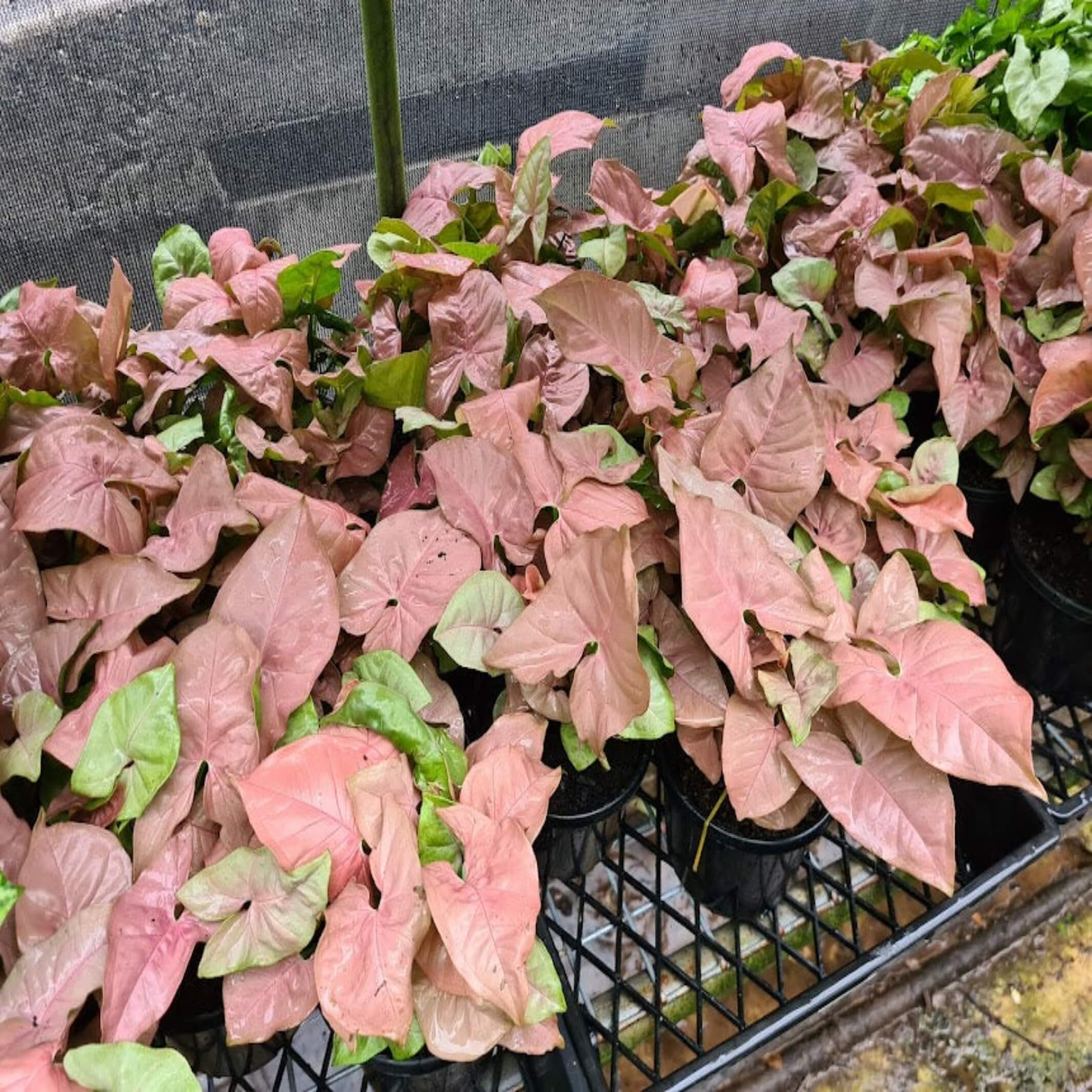 Syngonium 'Red Heart'- The Australian Plant Shop