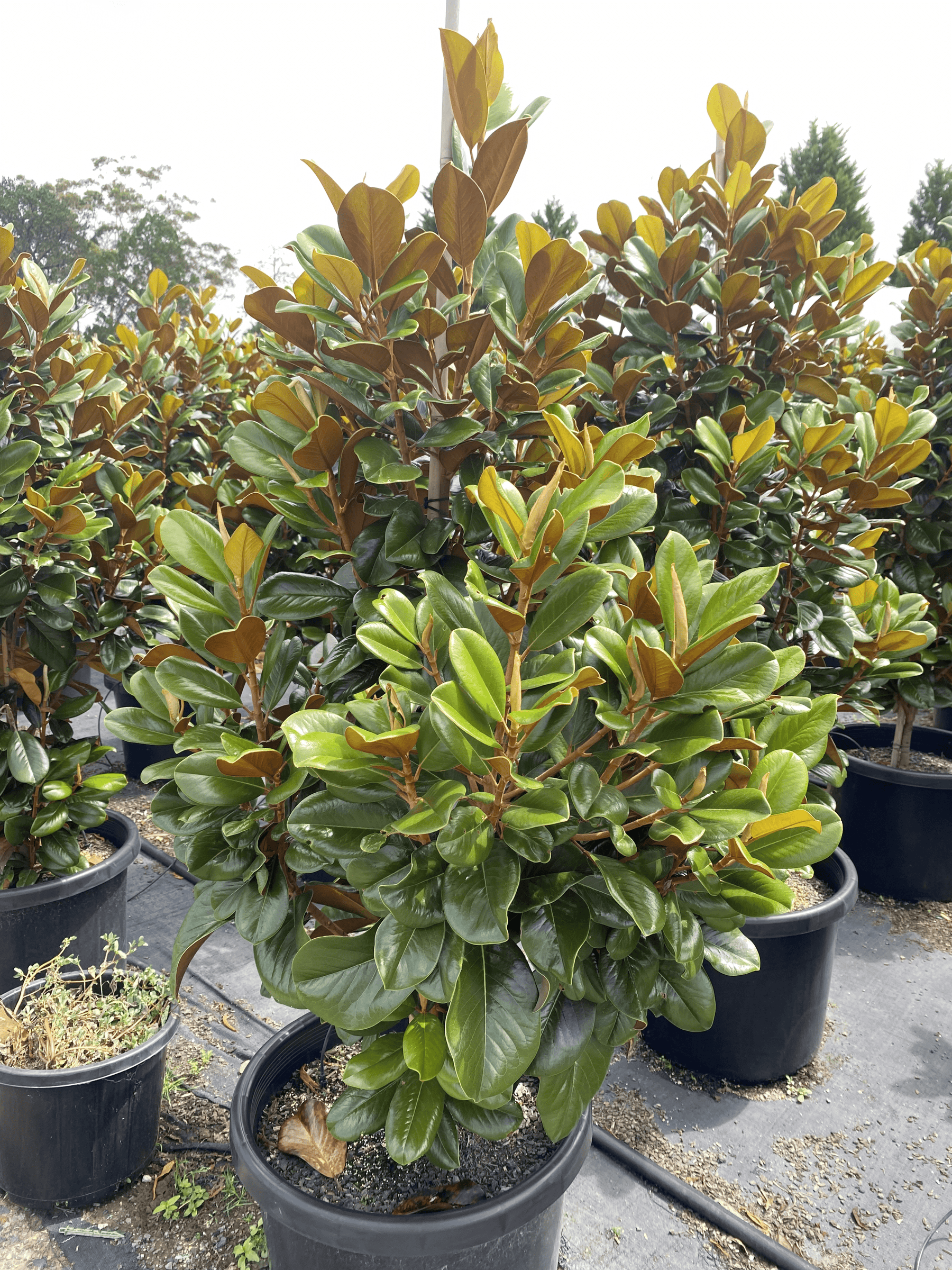 Magnolia grandiflora Teddy Bear - The Australian Plant Shop