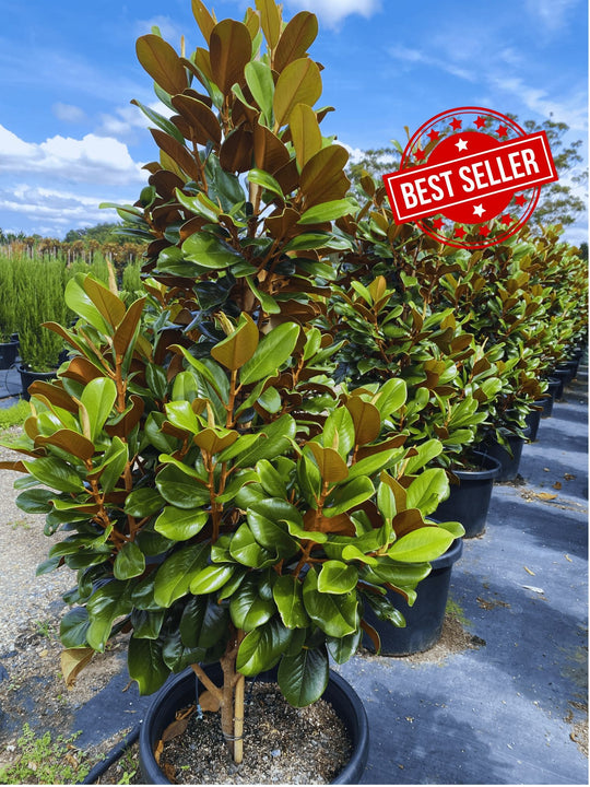 Magnolia grandiflora Teddy Bear - The Australian Plant Shop