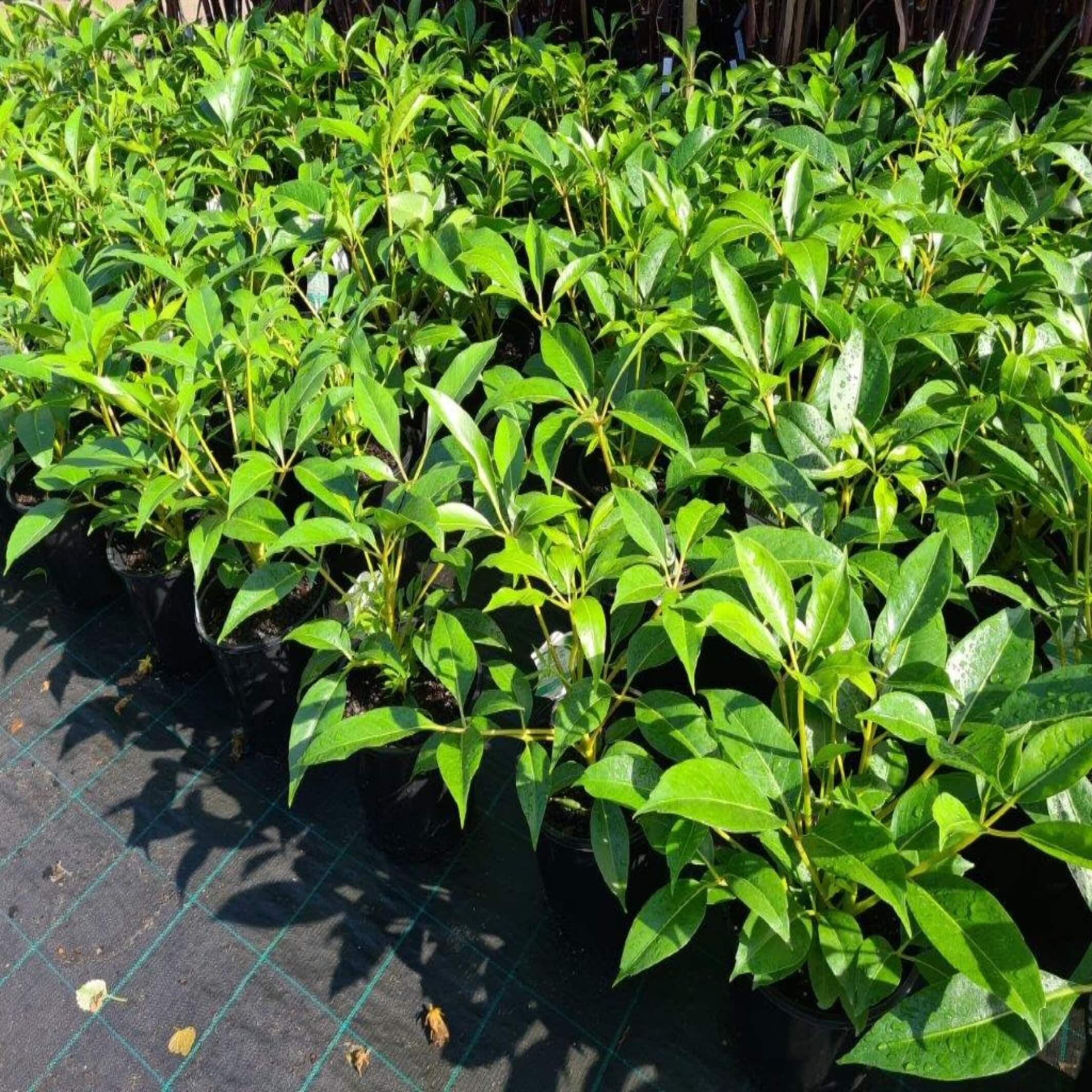 Schefflera pueckleri/Tupidanthus calyptratus - I Mallet Flower – The ...