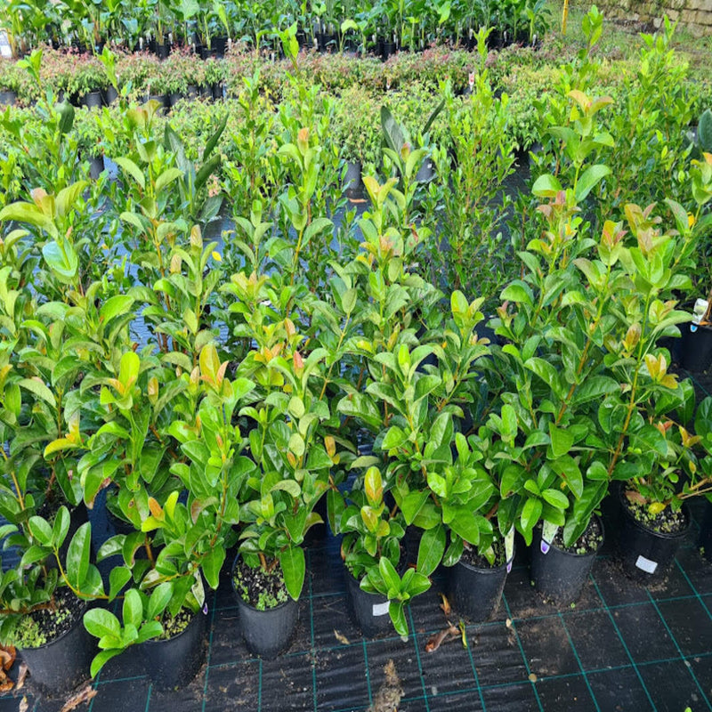 Viburnum odoratissimum (Sweet Viburnum) - I The Australian Plant Shop