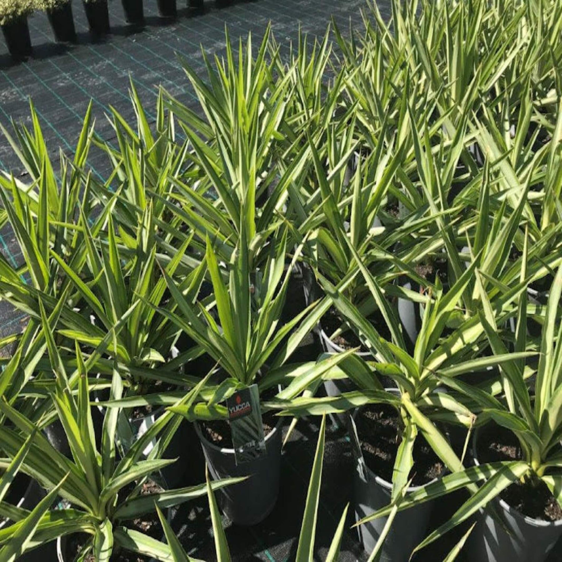 Yucca elephantipes 'Silver Star' - Spineless Yucca – The Australian ...