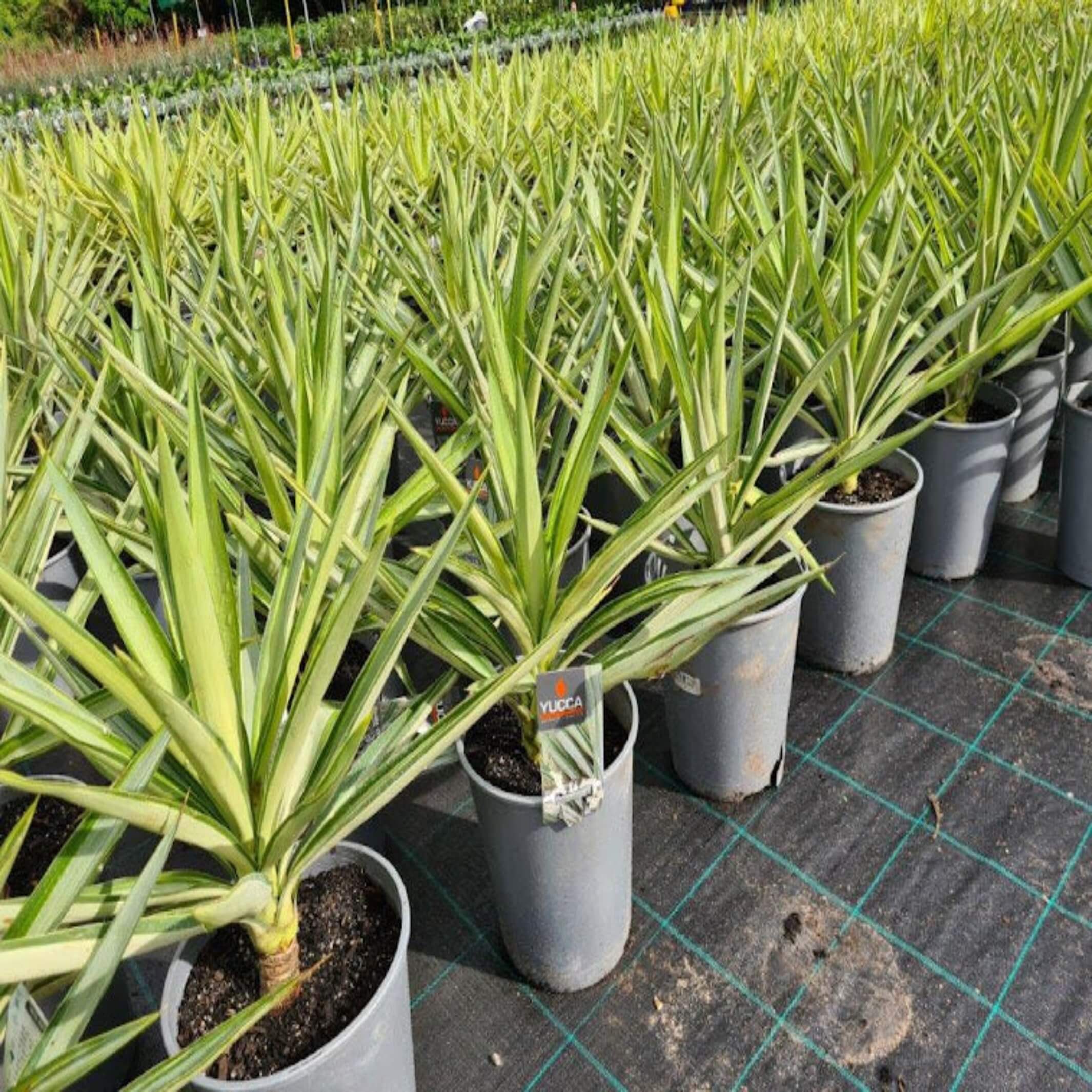 Yucca elephantipes 'Silver Star' - Spineless Yucca – The Australian ...