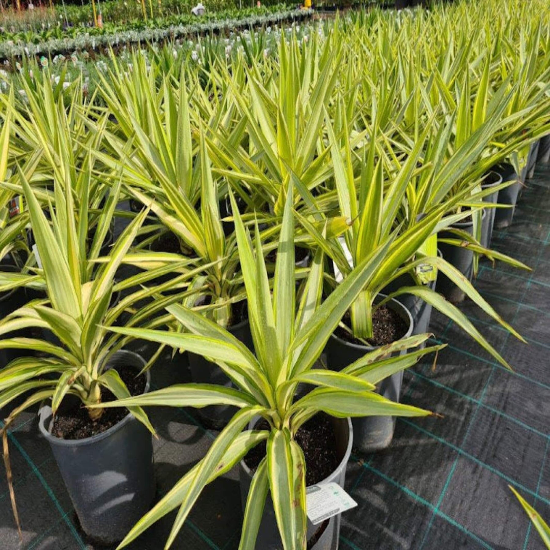 Yucca elephantipes 'Lemon Drop' (Spineless Yucca) - Garden Plant – The ...