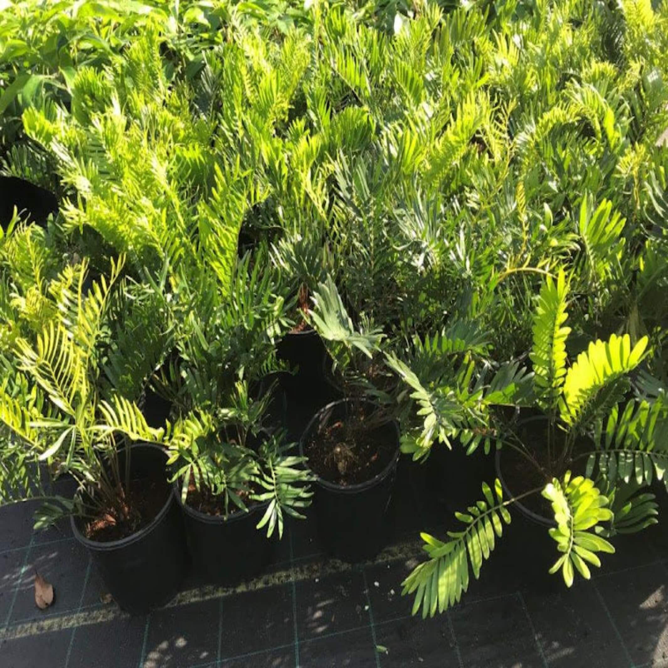 Zamia integrifolia (Wild Sago) - I The Australian Plant Shop