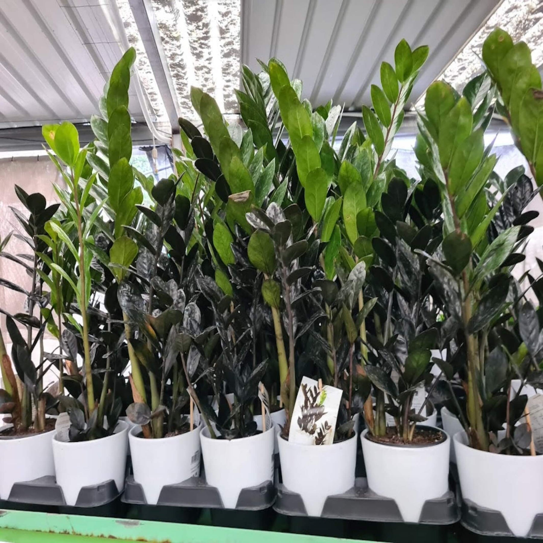 Zamioculcas zamiifolia 'Raven' - I Black ZZ Plant – The Australian ...