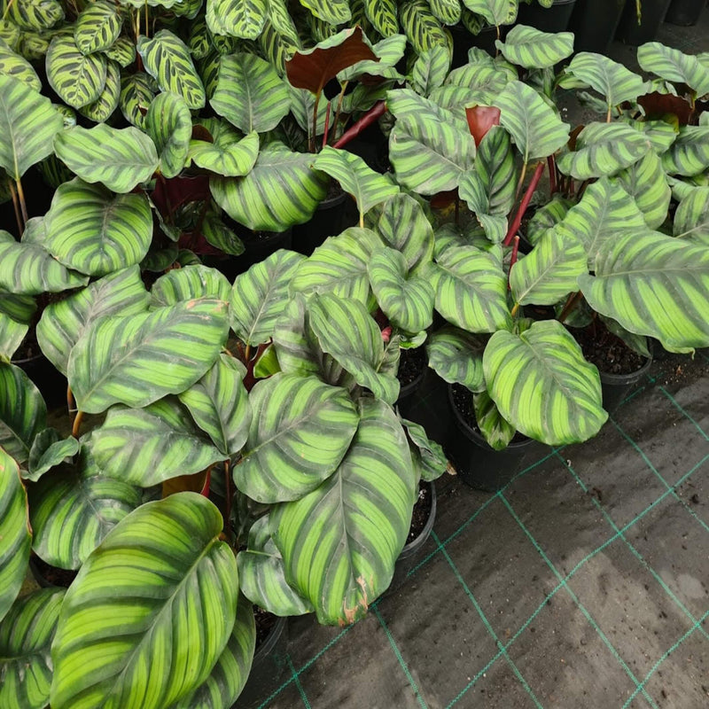 Calathea fasciata (Prayer Plant) - I The Australian Plant Shop
