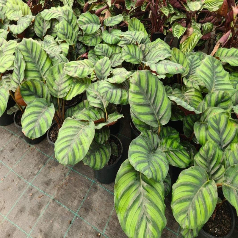Calathea fasciata (Prayer Plant) - I The Australian Plant Shop