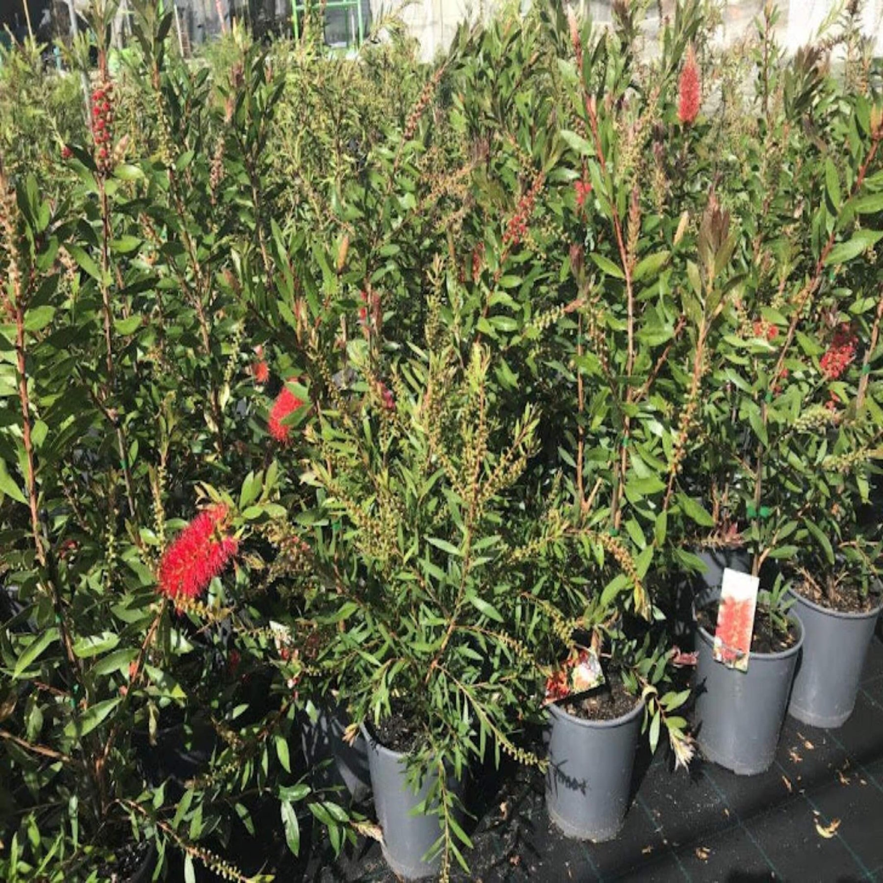 Callistemon citrinus 'Endeavour'- I Bottlebrush – The Australian Plant Shop