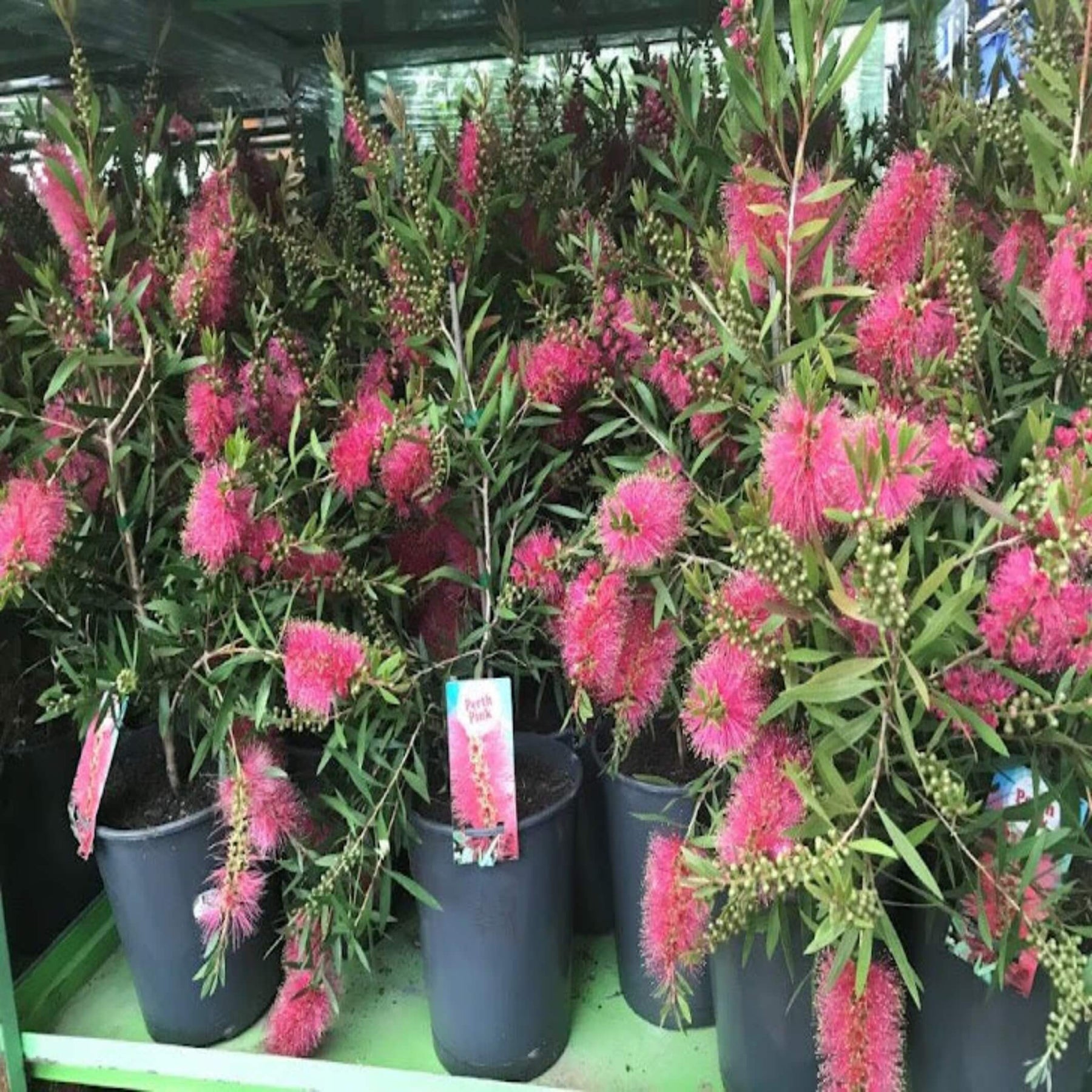 Callistemon salignus 'Perth Pink' - I Bottlebrush – The Australian ...