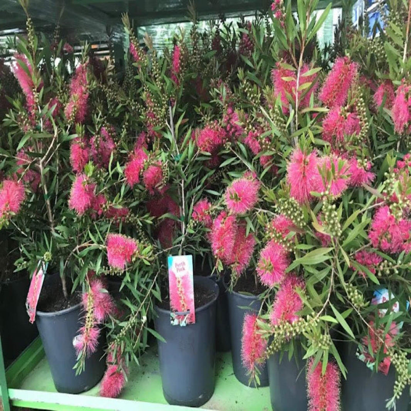 Callistemon salignus 'Perth Pink' - I Bottlebrush