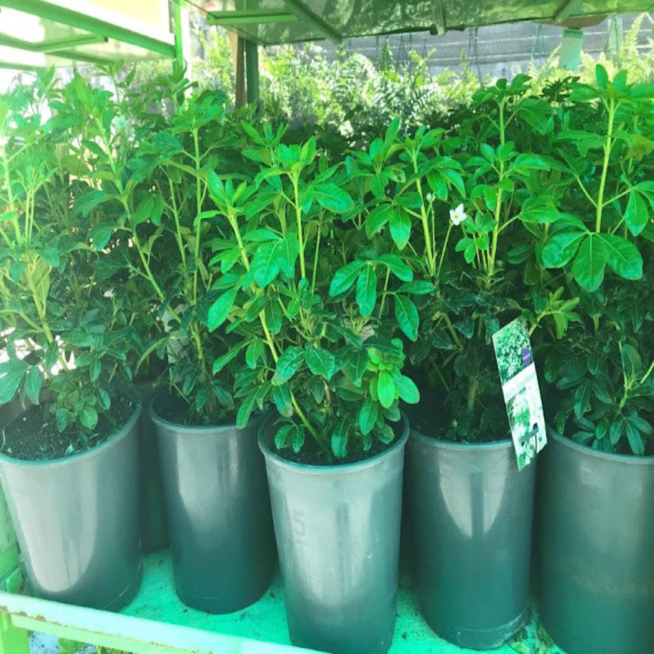 Choisya ternata (Mexican Orange Blossom) - I The Australian Plant Shop